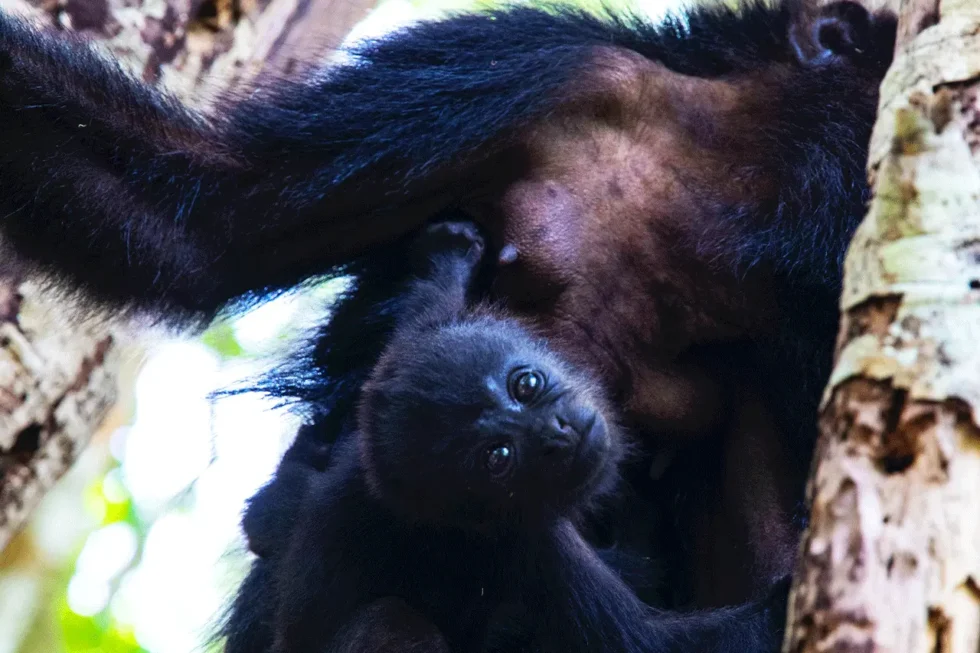 Belize Adventures: Discover the Top 10 Attractions Near Placencia ...